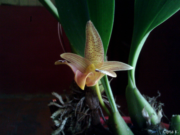Wild orchids in sumatra: 700. 7. Bulbophyllum sumatranum forma ...