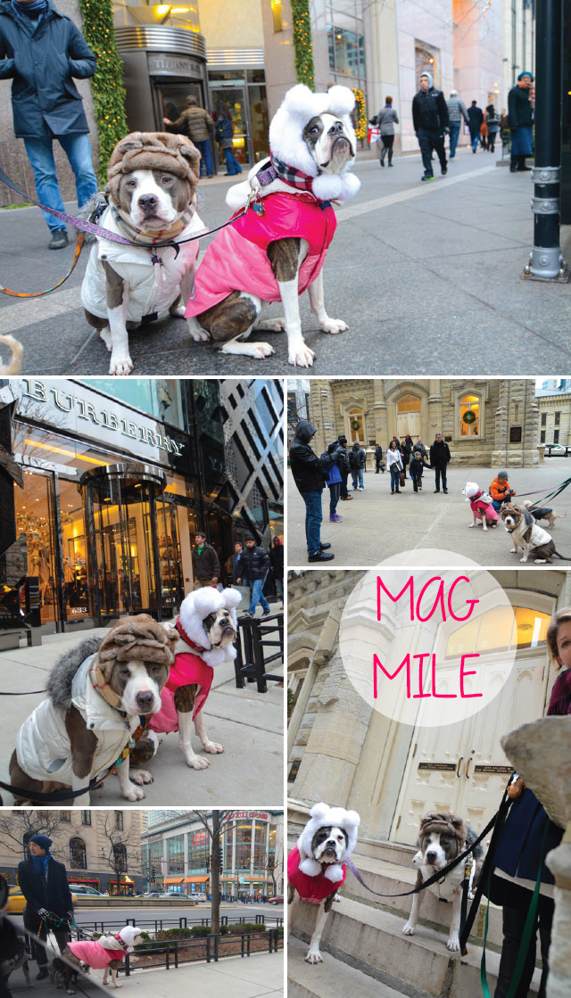 Two Pitties in the City: Pooches: City Dogs Downtown