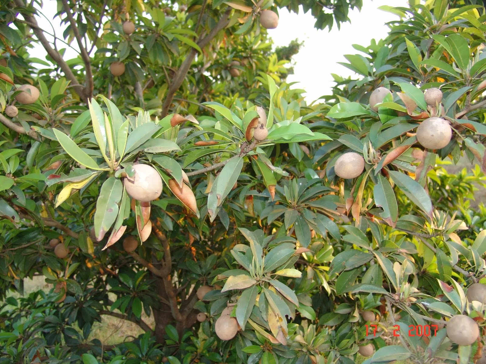Cultivation practices of Sapota or Package practices of Sapota