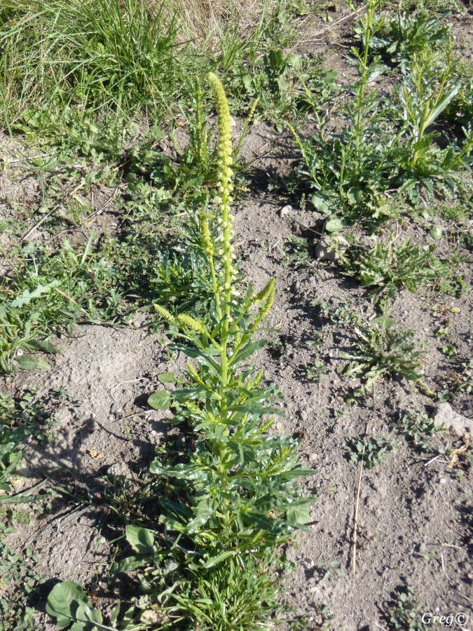 Flora Silvestre de Murcia: Reseda luteola