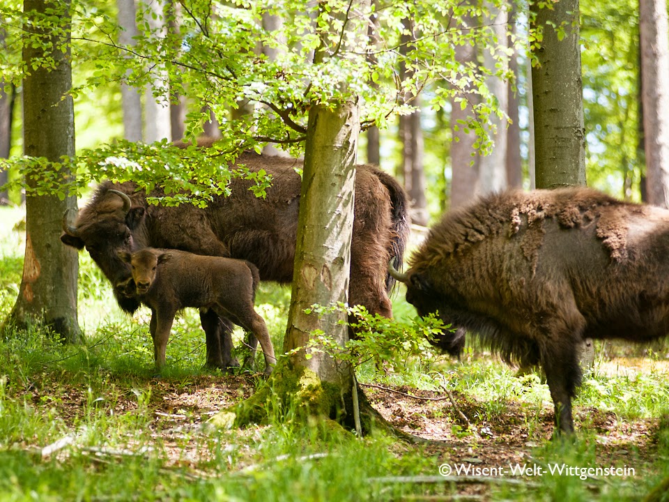 Lebensorte: Der Wisent zurück in Deutschland