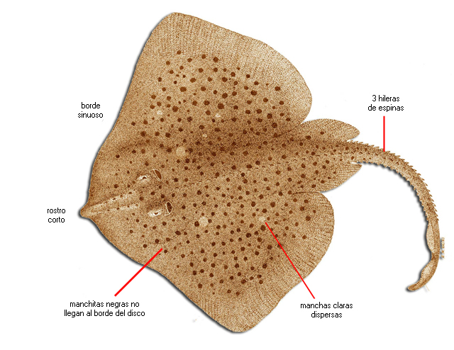 Artes de Pesca: VAMOS A PESCAR EL GENERO RAJA