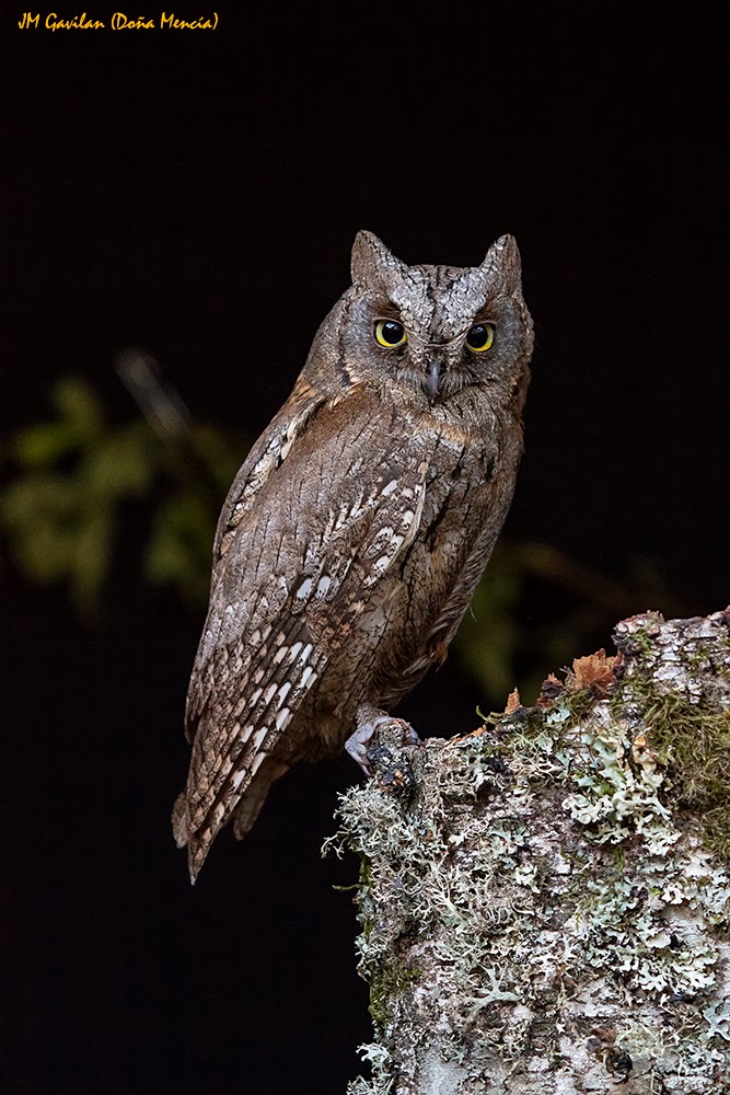 Fotografía de Naturaleza - JM Gavilán: Autillo europeo (Otus scops)