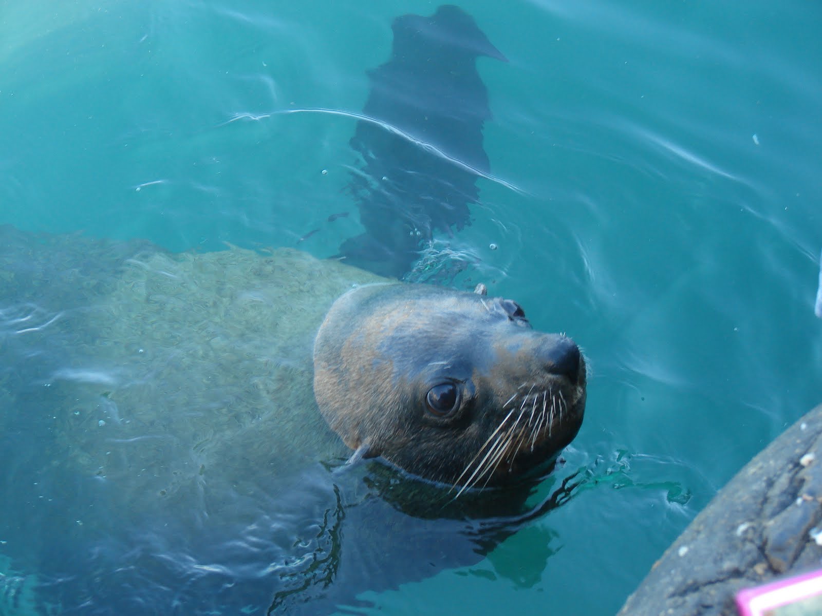 DISCOMBOB'S BLOG: Crazy baboons, slippery seals