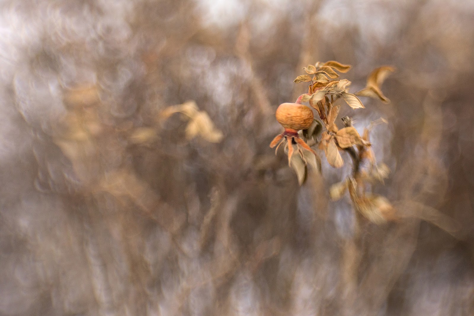 Kathleen Clemons Photography: 2018