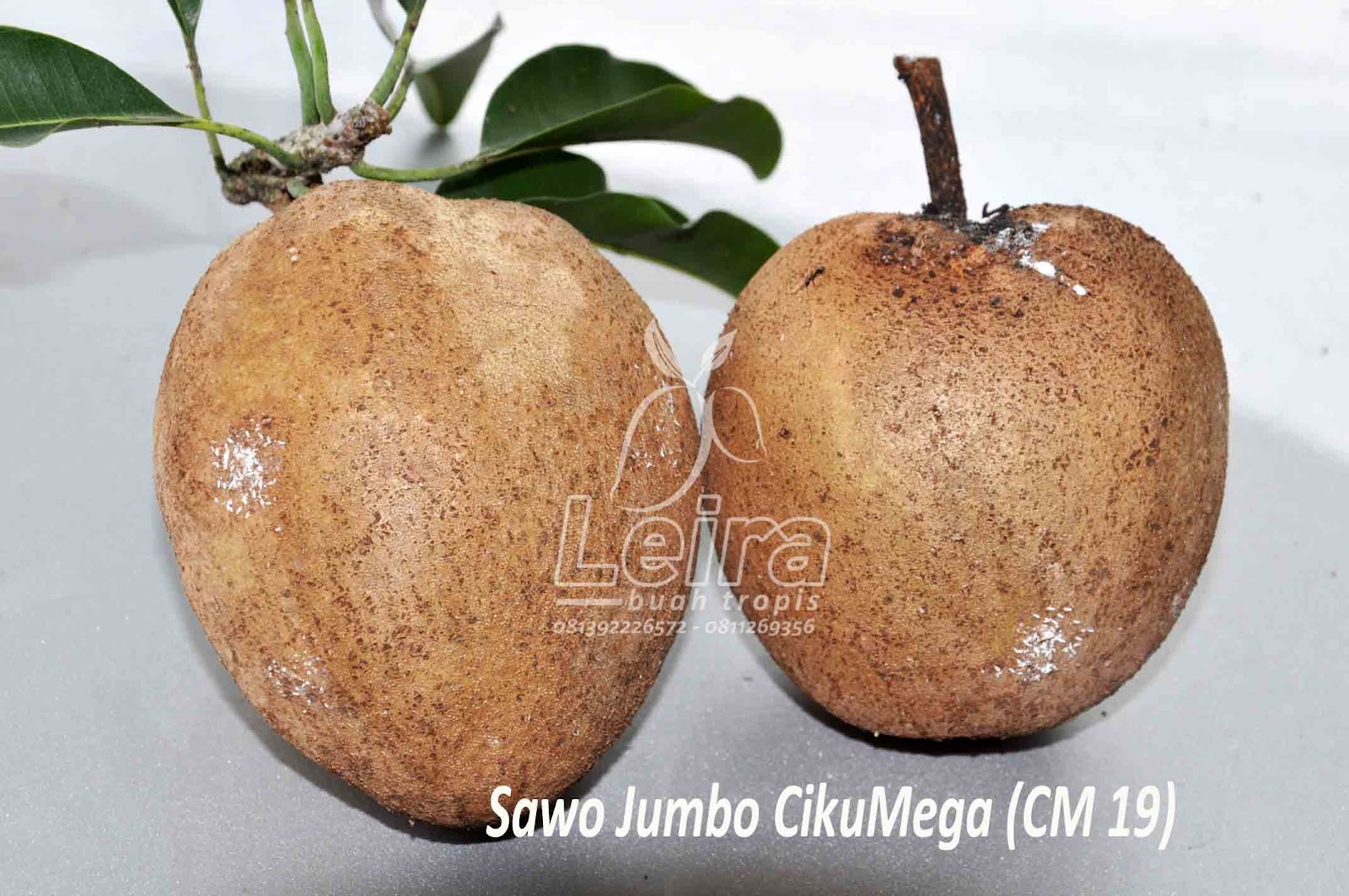 Sawo Jumbo CikuMega 19 (CM19) - Malaysia ~ Leira Buah Tropis