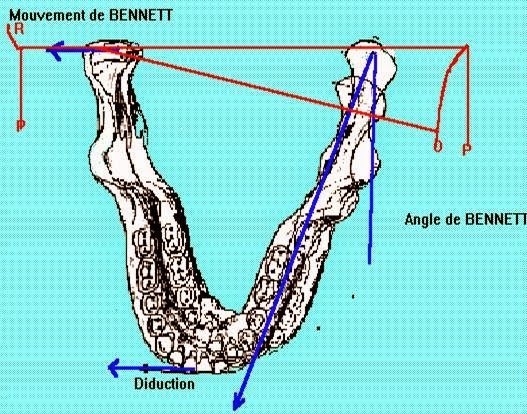 la prothèse dentaire: L’occlusion en prothèse adjointe partie2