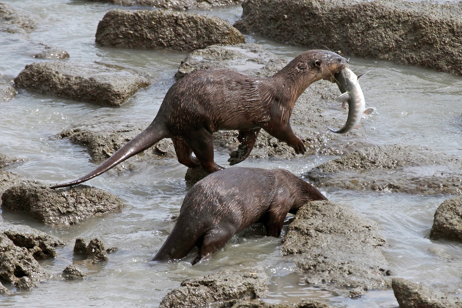Smooth-coated Otters