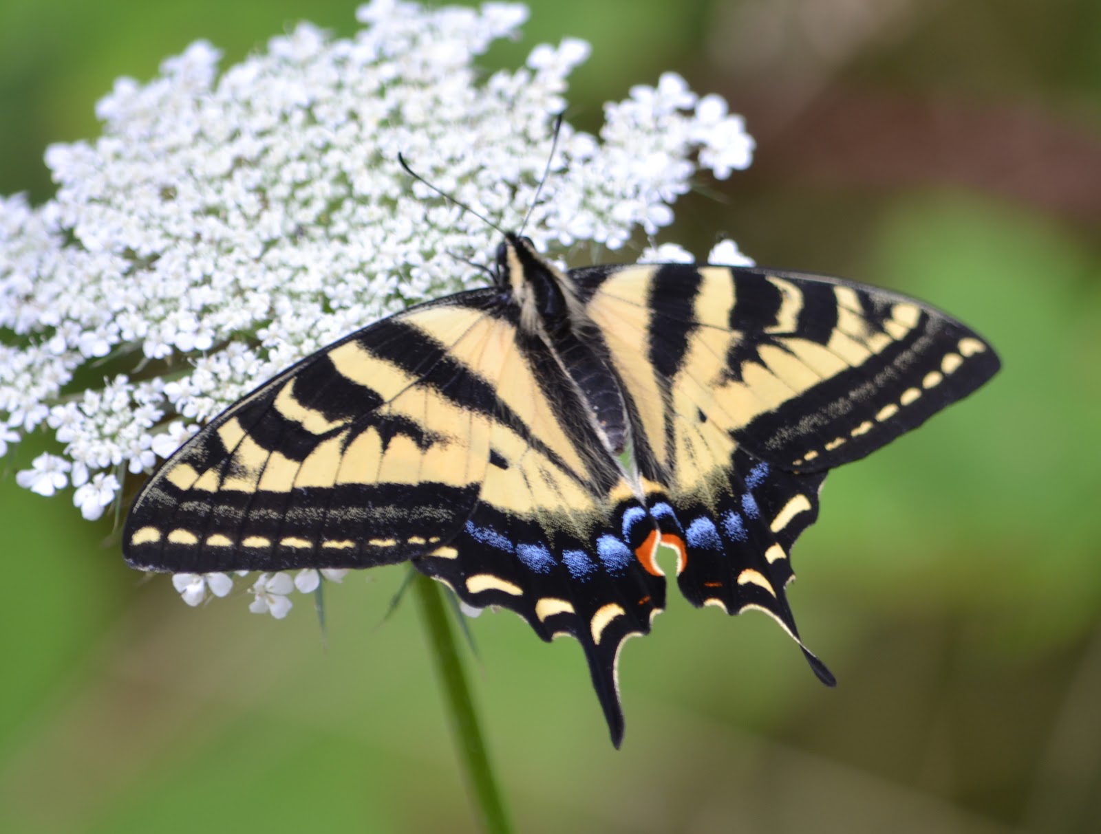 Blue Skies: Oregon Birding - Day Three