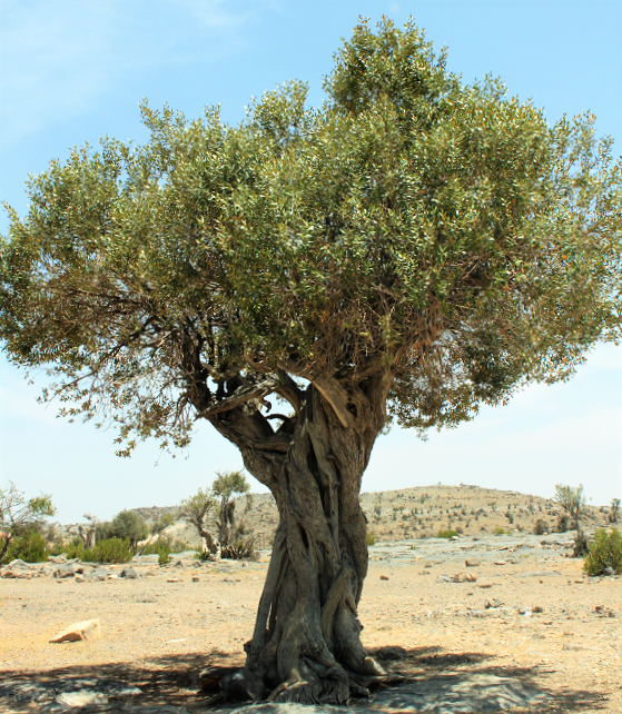 Top 9 Things to do in Jebel Shams, Oman | Sustainability Tribe