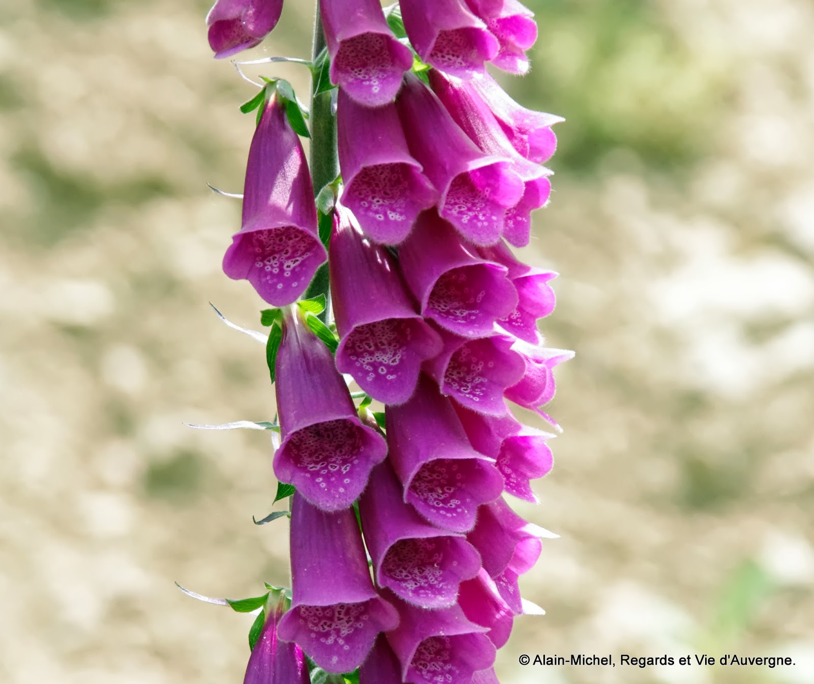 Les Digitales fleurs communes d'AuvergneRegards et Vie d'Auvergne