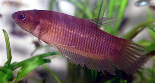 Betta renata ~ Nice Betta