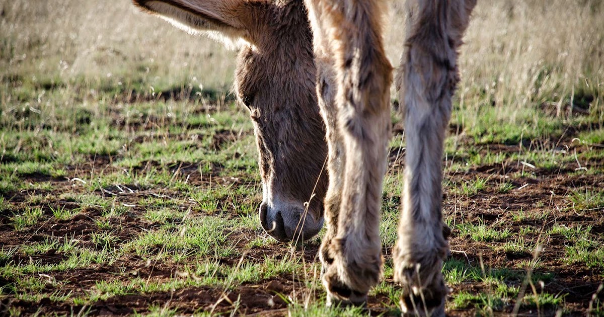 The 7MSN Ranch: The state of the pasture