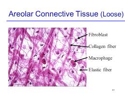 Loose(Free/Areolar) Connective Tissue - Medically