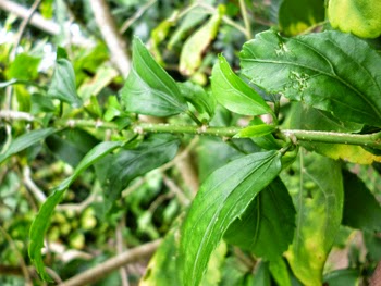 Japanese Lantern - Sapaththu Mal | SL Flora