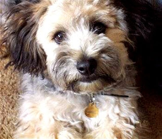 Cutest pets and bugs: Morkie and Borkie