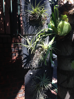 Tropical Farms Nursery: Staghorn ferns and air plants