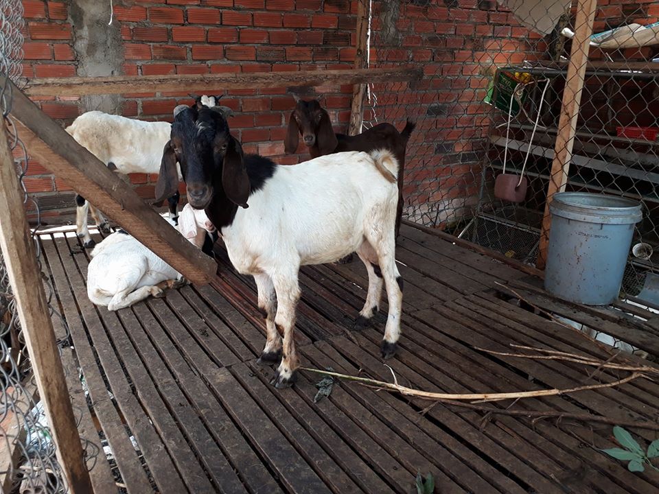 Dê Boer – Dê Siêu Thịt – Chi Tiết Về Dê Boer