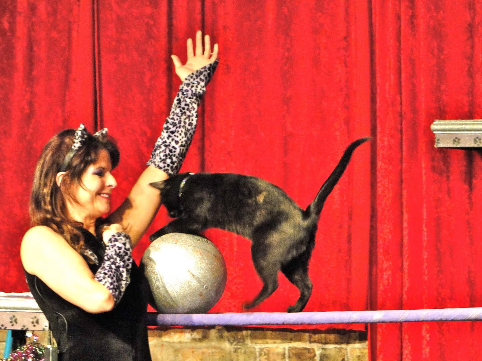 Streets of Wicker: Circus Cats, I love Thee