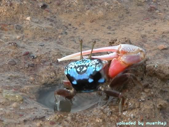 4 Kepiting Unik