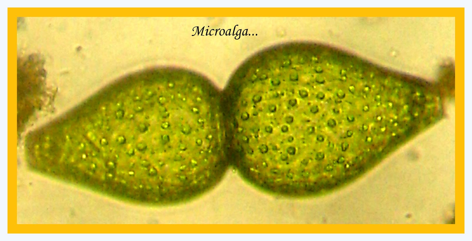 Cultivo de Microalgas em Fotobiorreatores: Pequeno mundo... Microalgas...