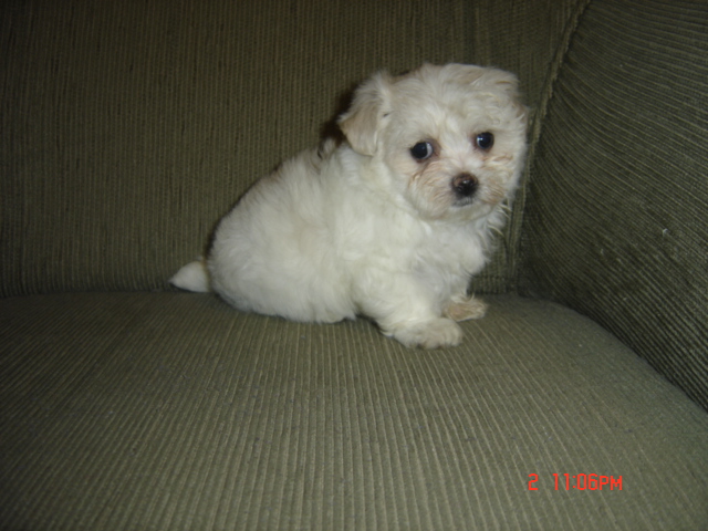 CANIL M&C GOLDEN : FILHOTES DE MALTES DISPONÍVEIS