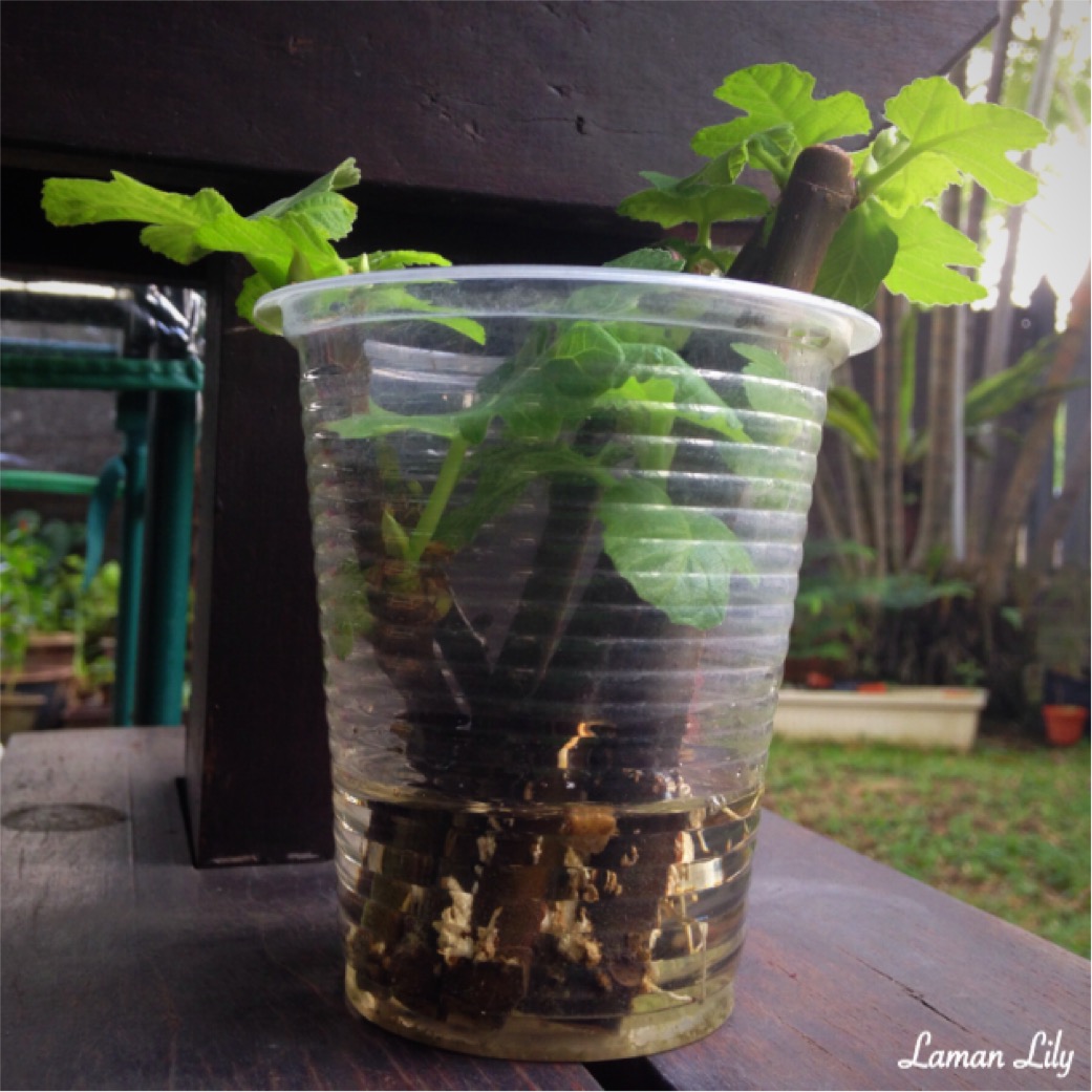 Pokok Ara/Tin (Ficus carica) (Dikemaskini 7/3/19)