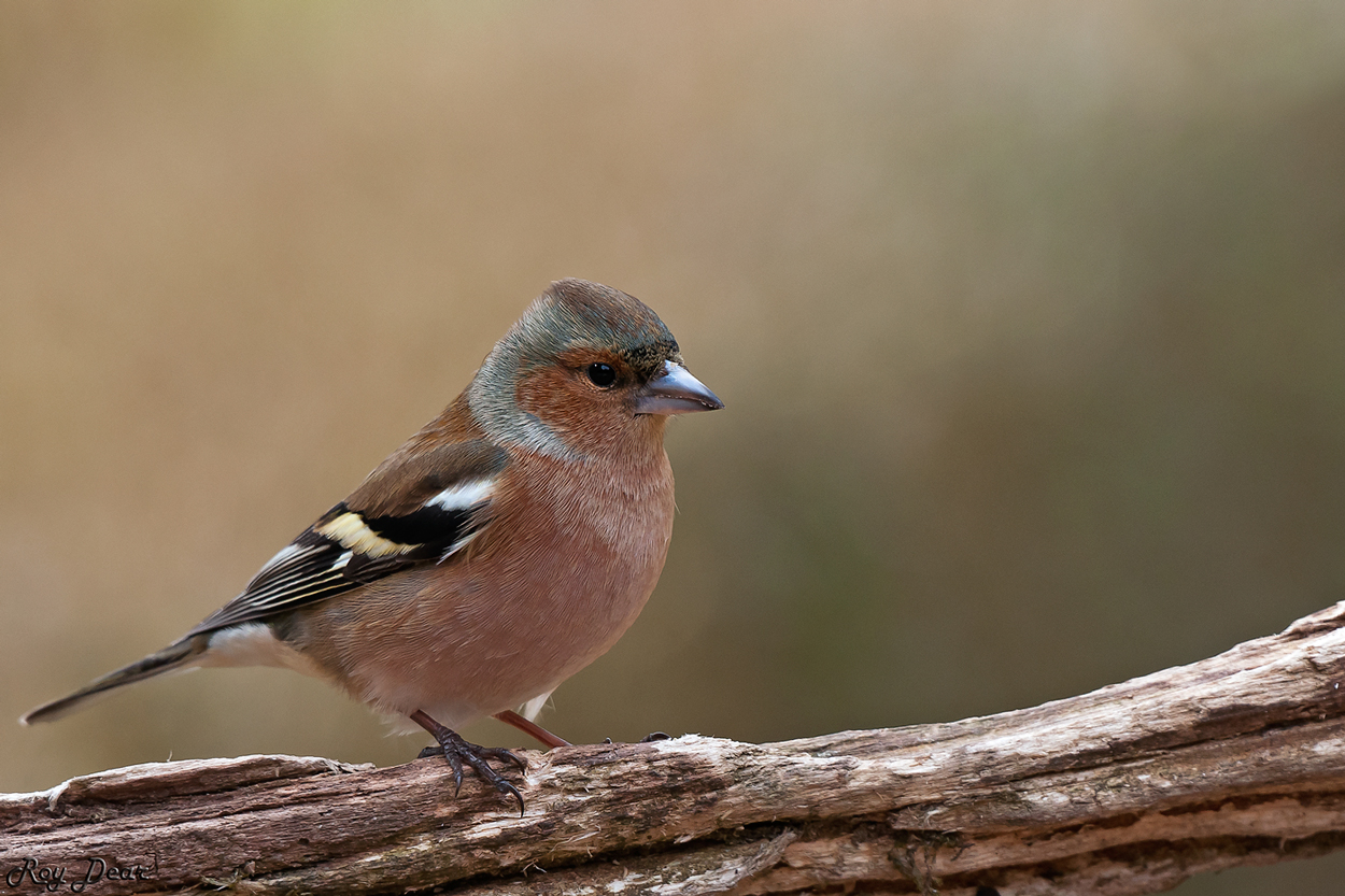 Foto's: Vink