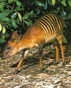 Animales increibles y extraños: Duiker Cebrado (Cephalophus zebra)
