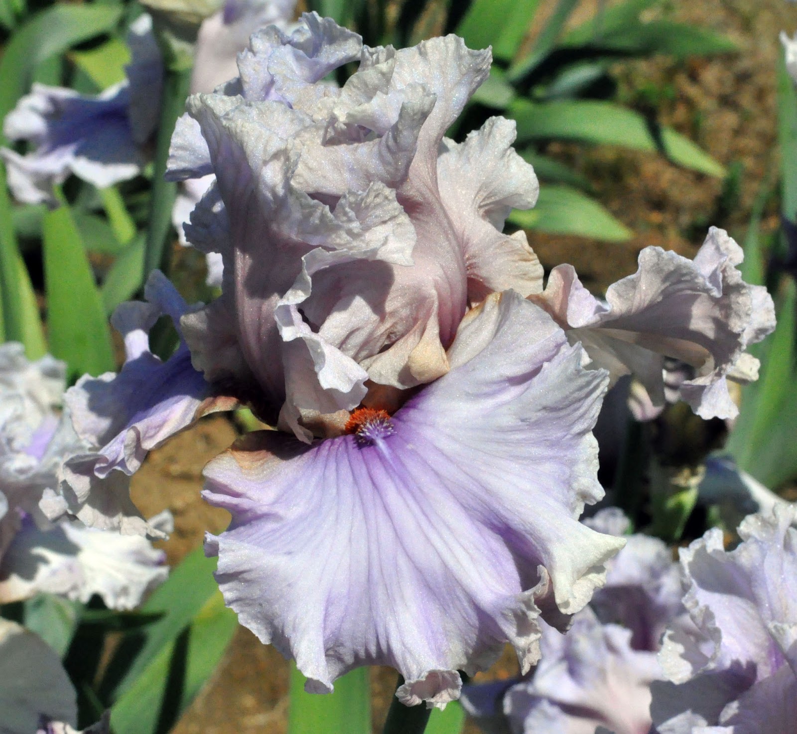 World of Irises: Freely Blooming Irises, Spring '13