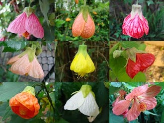 Tumbergia azul, Enredadera de trompeta azul, Bignonia azul Thunbergia ...