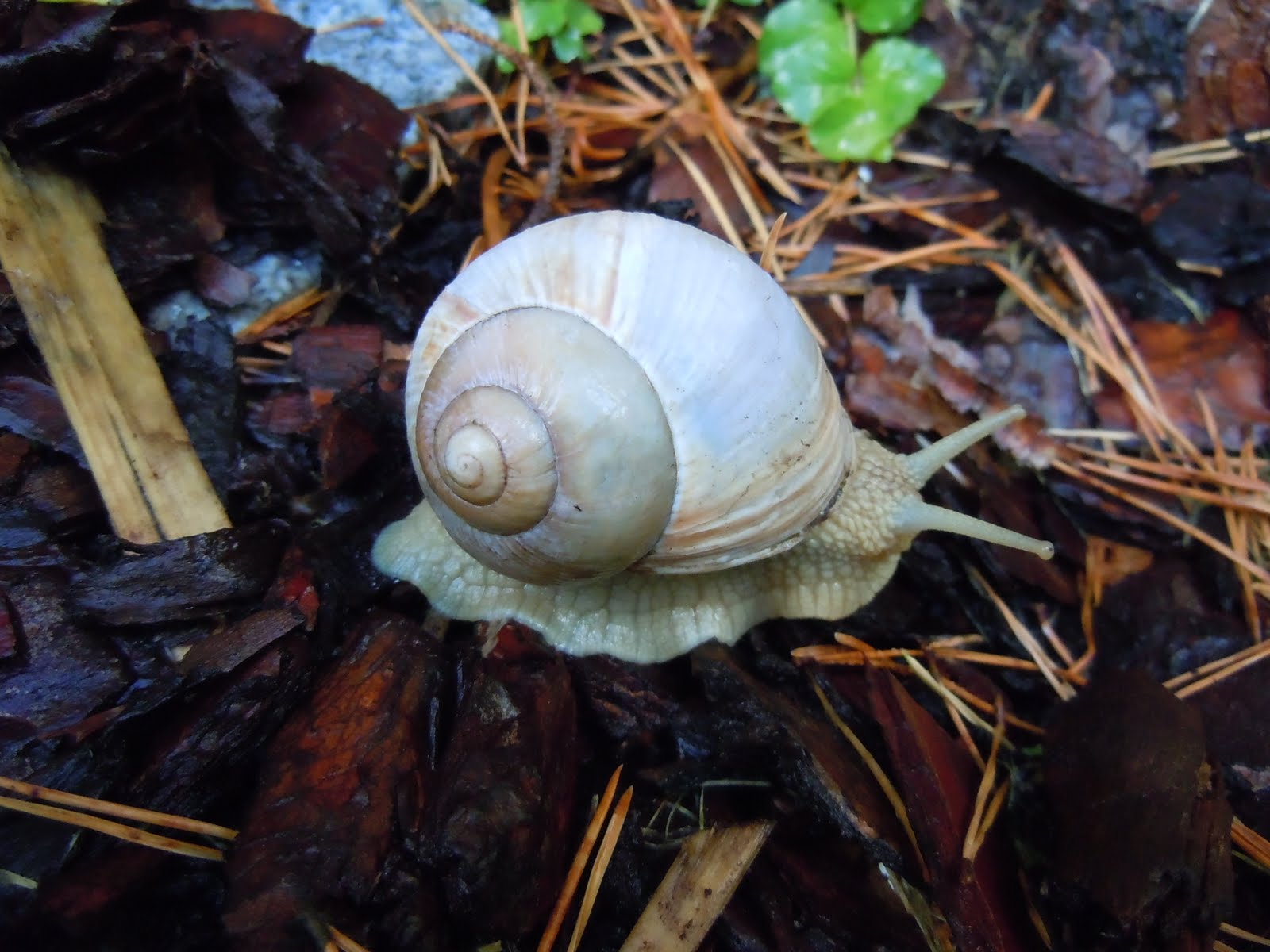 Detaljerna i Livet: Sniglar, snäckor,eller sniglar