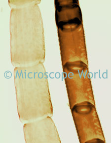 Microscope World Blog: Insect Antennae
