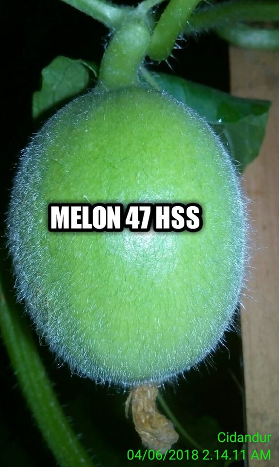 Kebun Dzikri: Ciri-ciri Bunga Jantan Dan Betina Pada Tanaman Melon dan ...