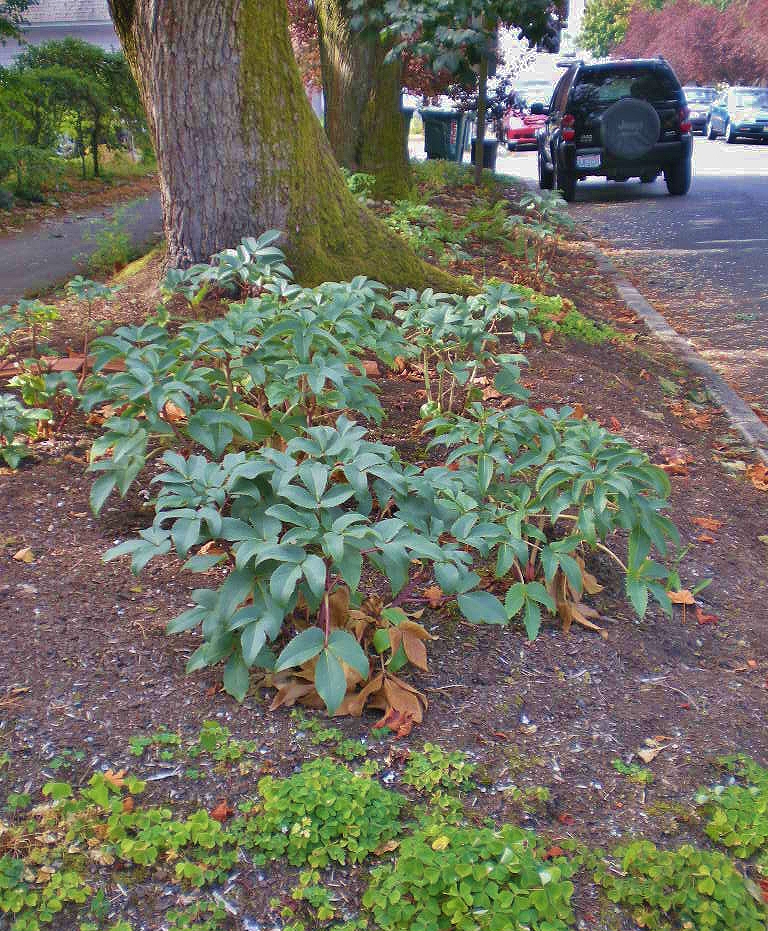 Urban Landscape, Native Landscape: Pollinator Pathway