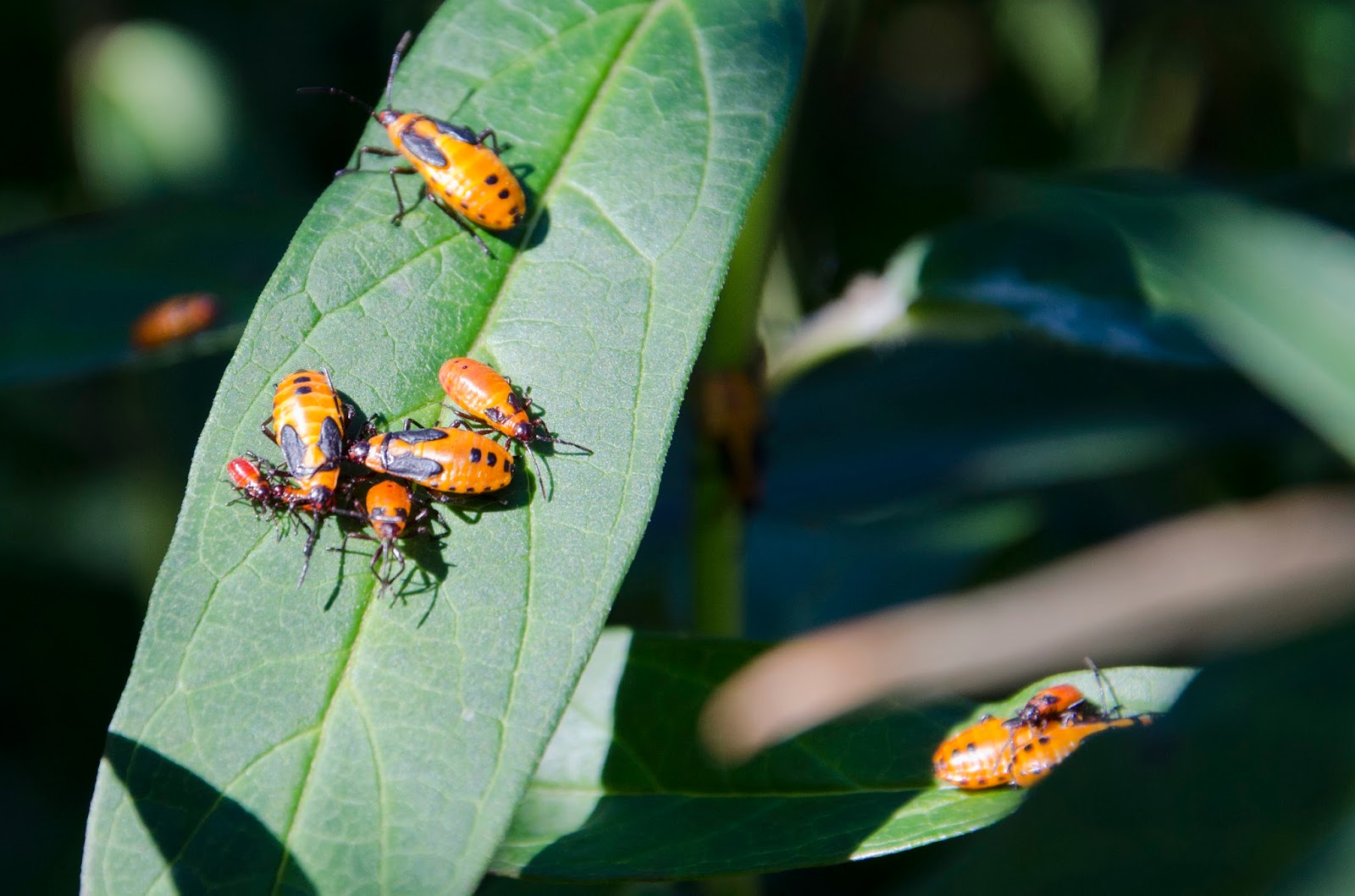 Urban Wildlife Guide: Insect Hunting