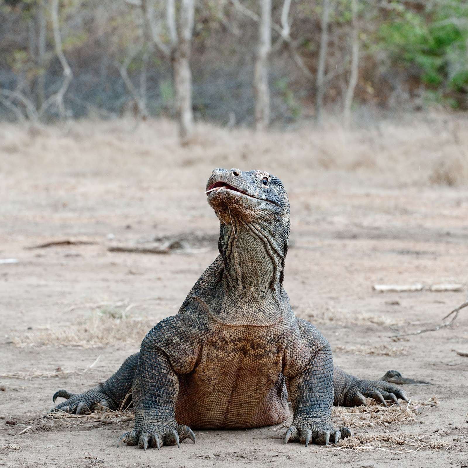 Surgery For Komodo Dragon
