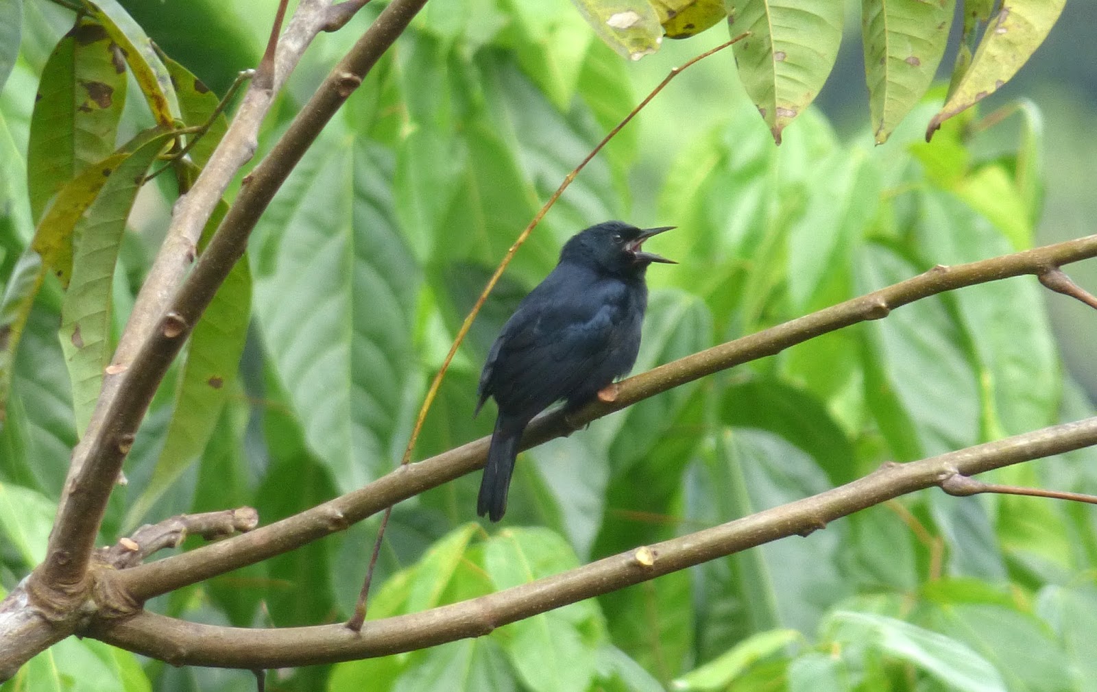 Jamaican blackbird - Alchetron, The Free Social Encyclopedia