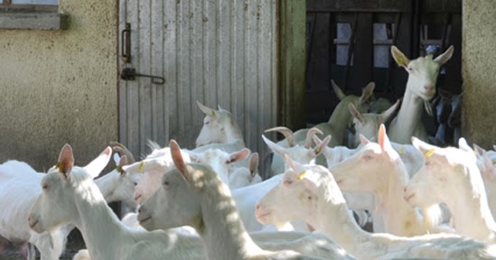 La chèvre verte: ENGLISH