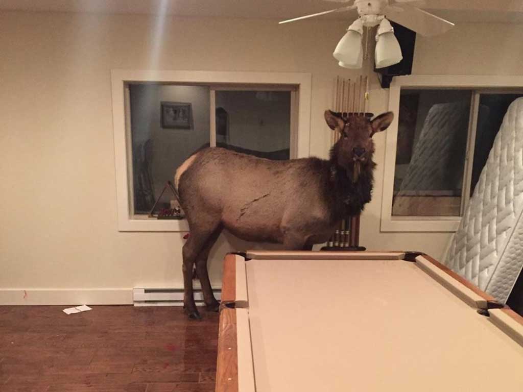 Nothing To Do With Arbroath: Family surprised to find an elk in their ...