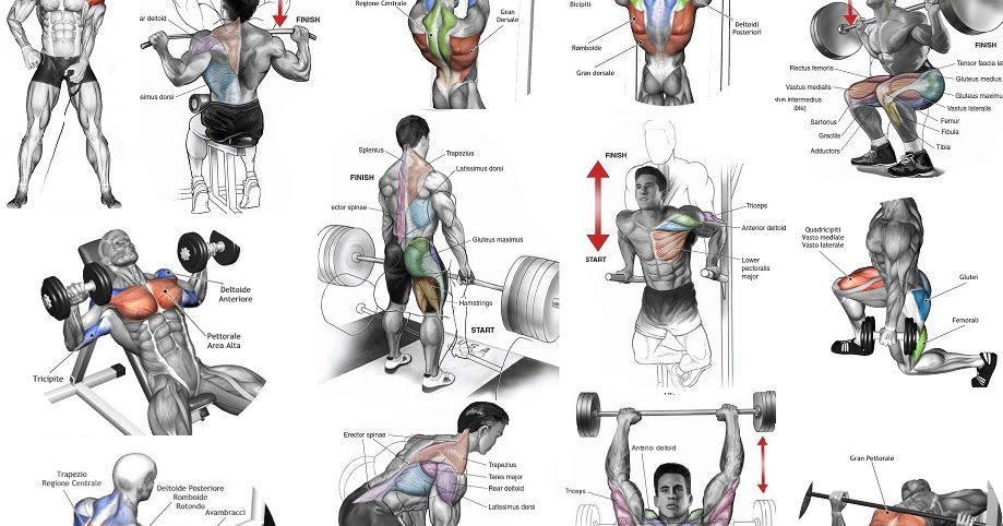 Top Muscle Building Workouts For Men ~ multiple fitness