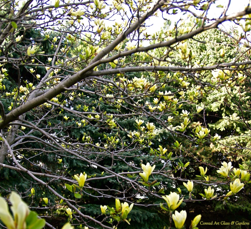 Conrad Art Glass & Gardens: Magnolias