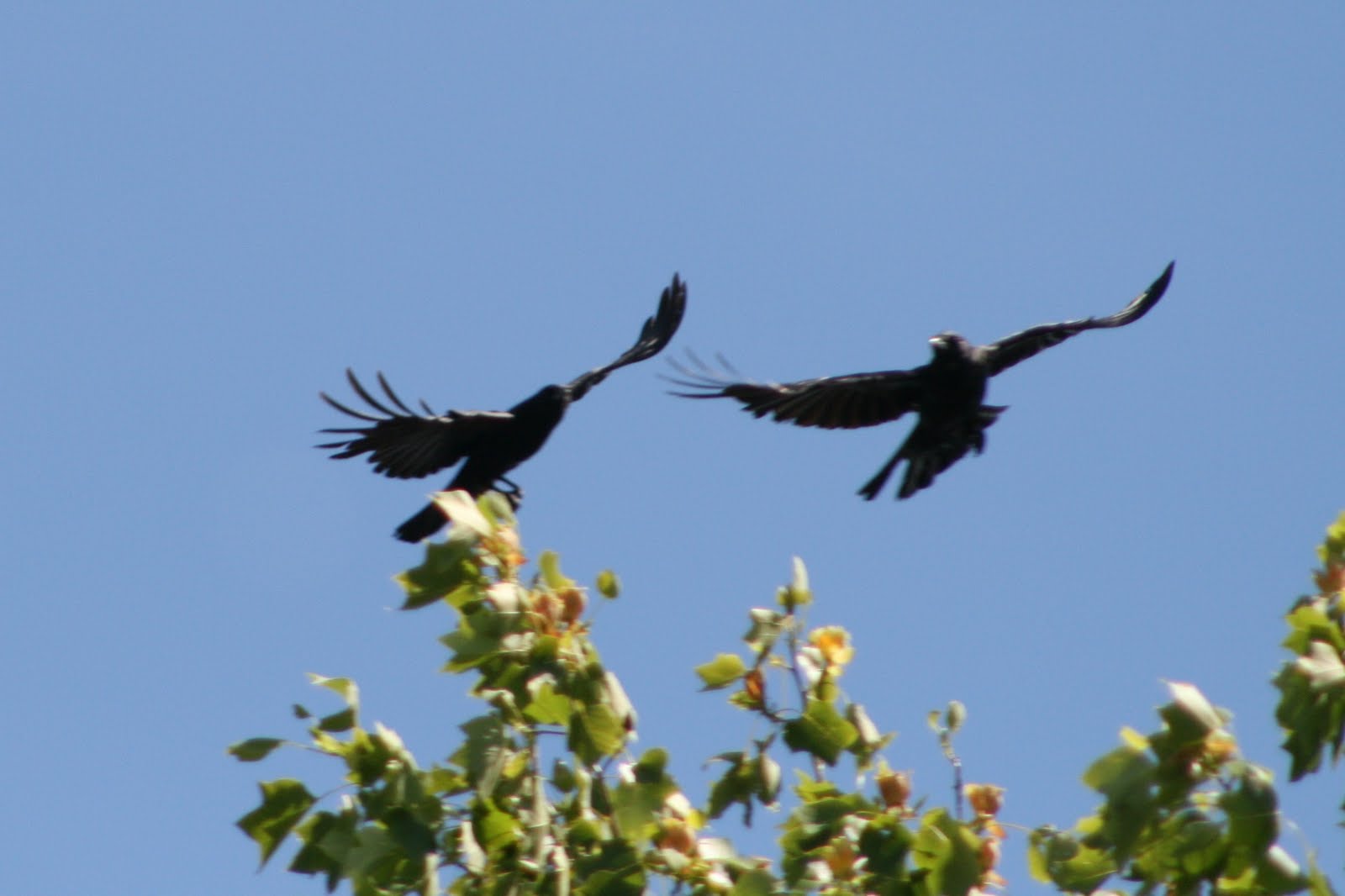 Birdland West: Hawks and Crows