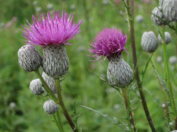Tom's Blog: Swamp thistle: an attractive wetland plant