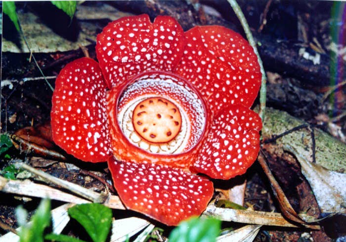 Trees Planet: Rafflesia arnoldii - Corpse Flower