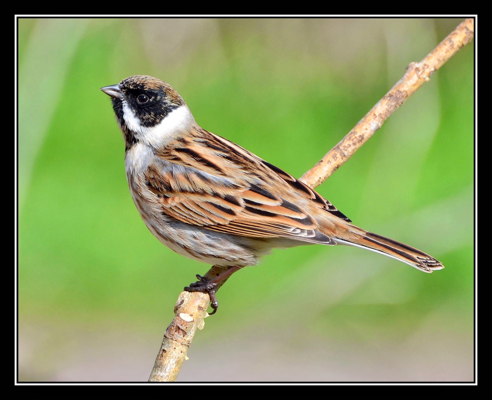 Carl Bovis Nature Photography: RSPB Greylake..... Reed Buntings and ...