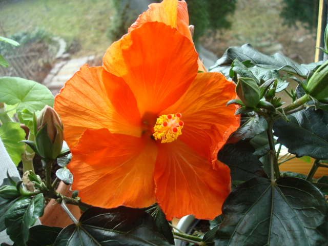 Ywwees Gesneriaceaer: Hibiscus