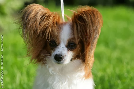 Psie myśli - rasy psów