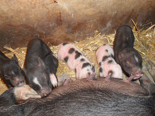 Puny Porker's micro mini pigs