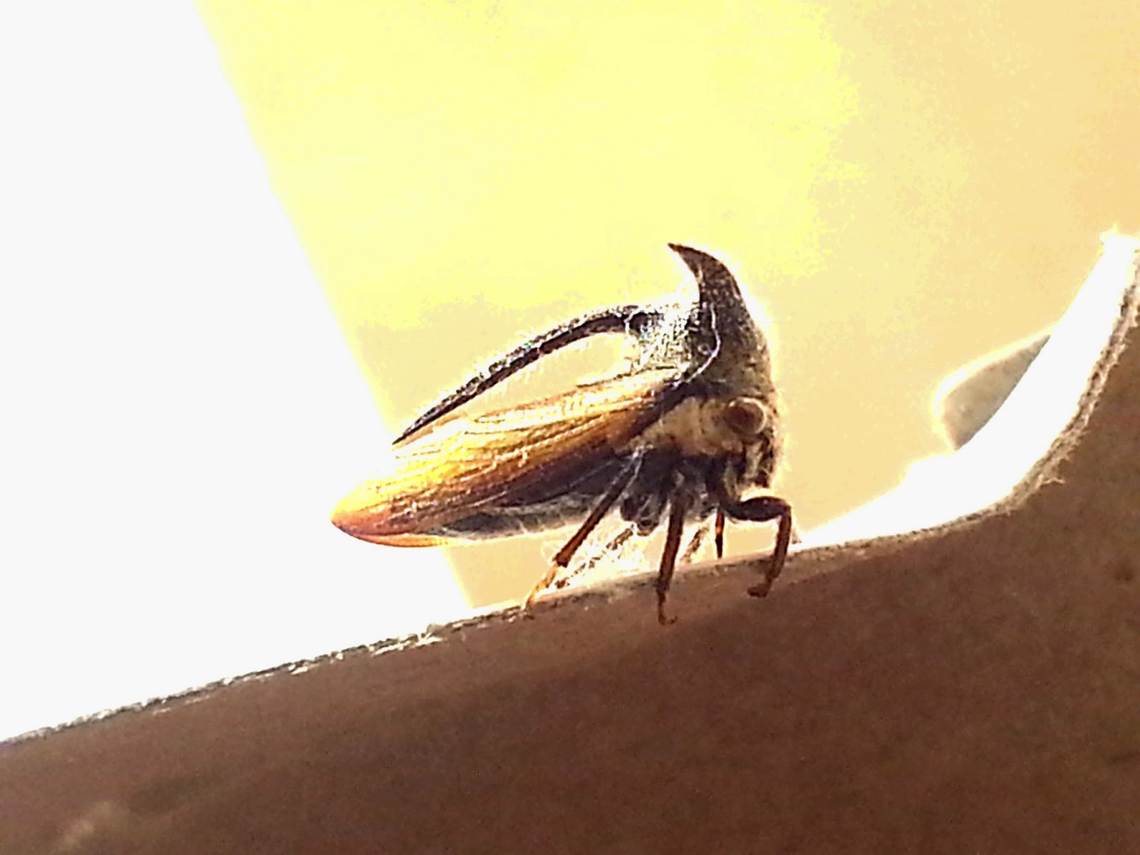 JMW Photo Studio: Oxyrachis tarandus - Treehopper, Cow Bug